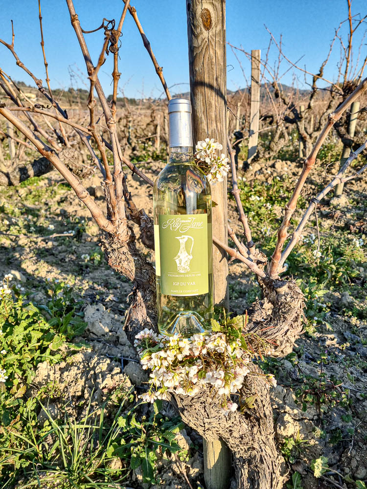 Ray-Jane-VAR-Blan-fb_1200x1200.jpg?v=1700094619